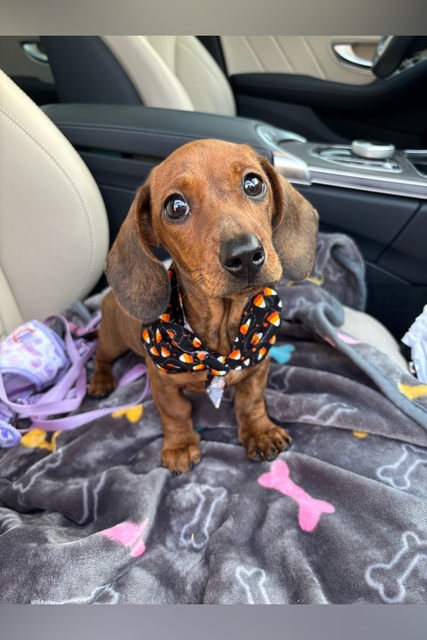 Posh Show - Poshmark